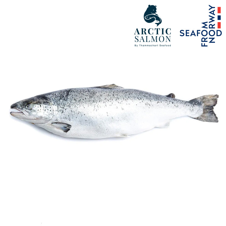 Fresh Arctic Salmon 4-5 kg/fish – Thammachart Seafood
