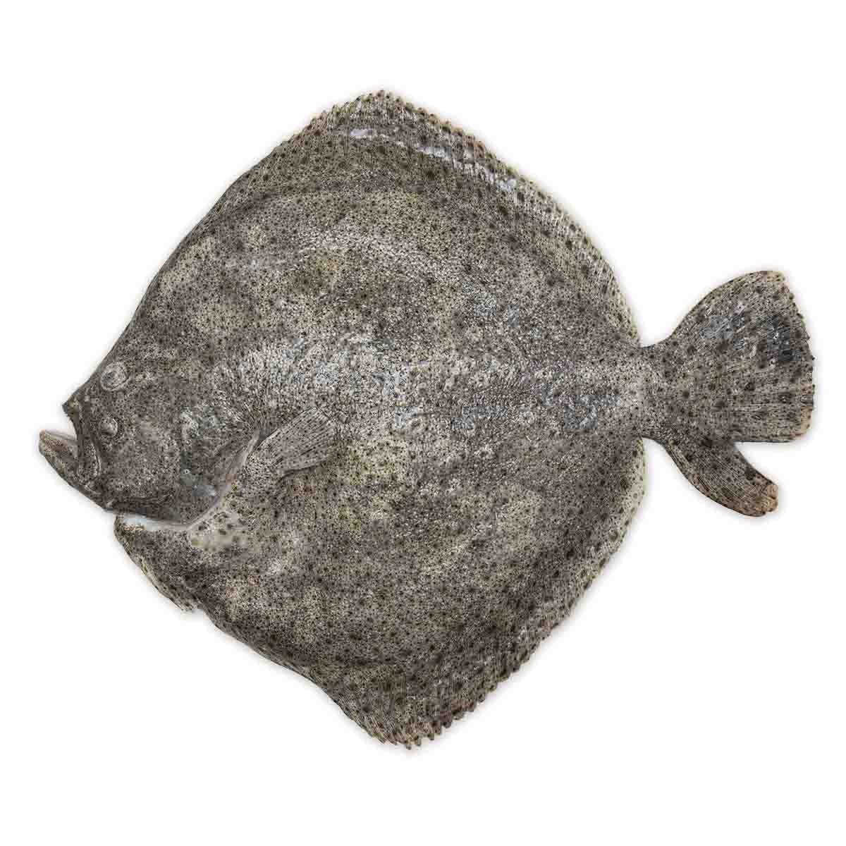 Fresh Farmed Turbot 800-1000 g/fish (Pre-Order 7 days) – Thammachart ...
