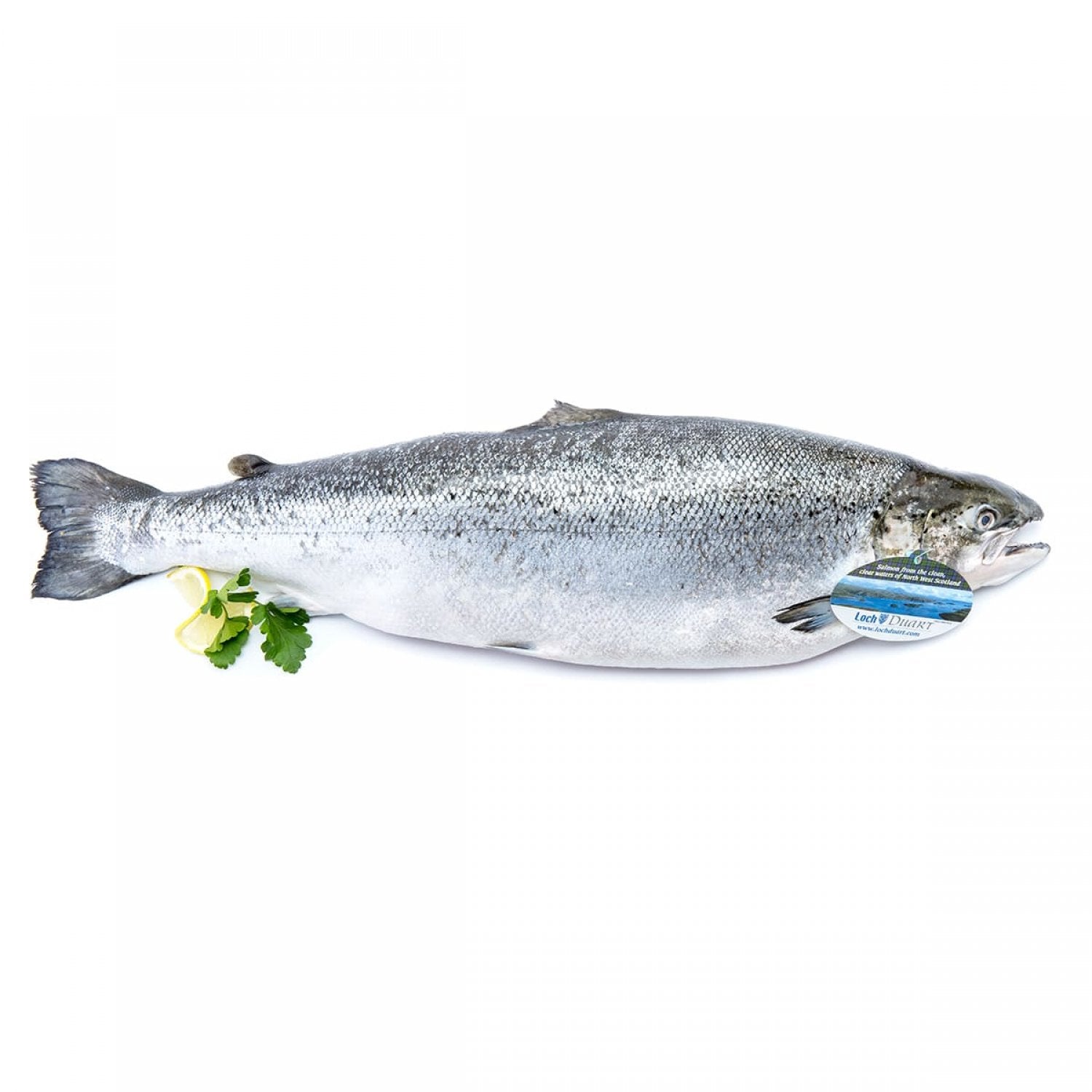 (Pre-Order 7 Days) Fresh Loch Duart Scottish Salmon 4-5 kg/fish ...
