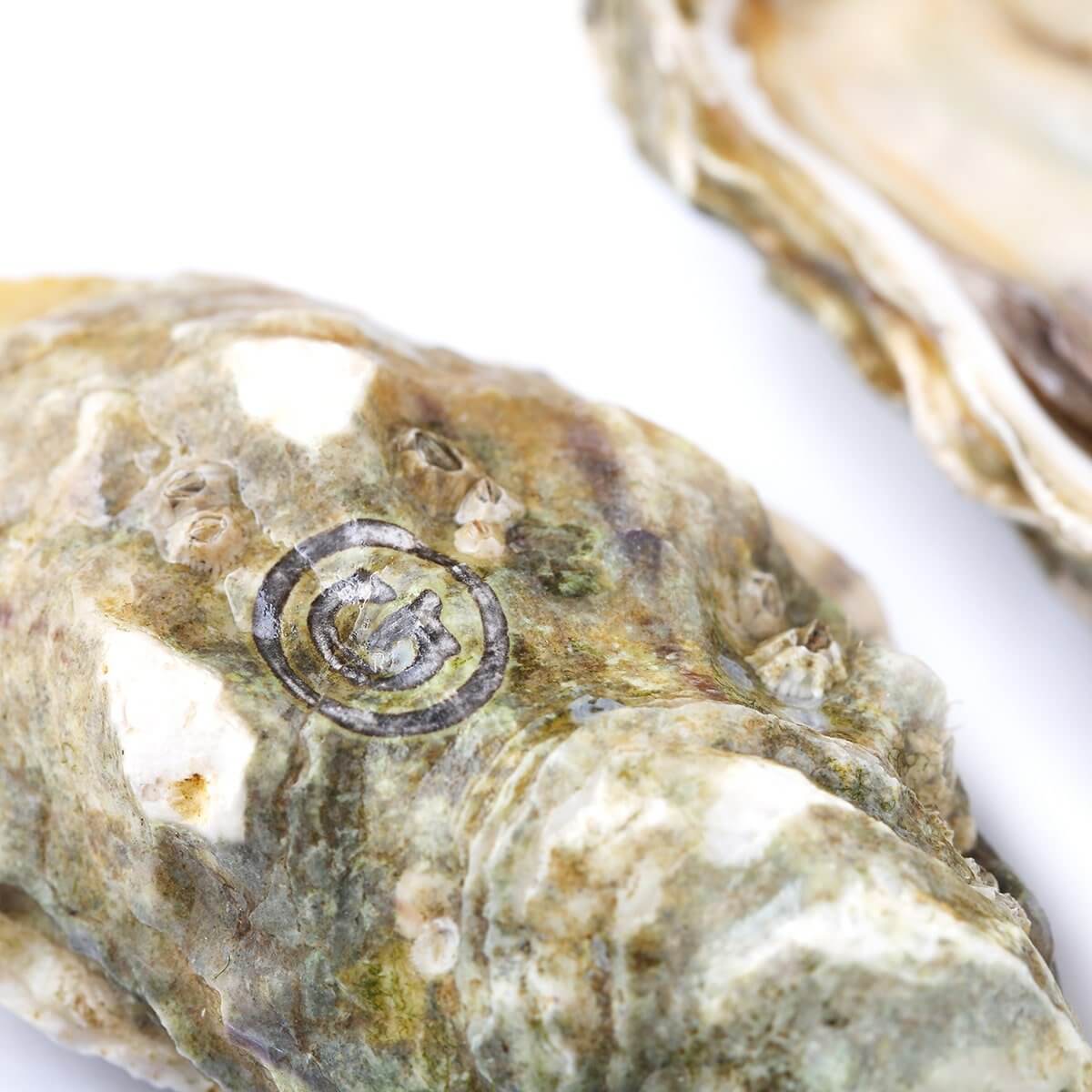 Live Gillardeau Oysters – Thammachart Seafood
