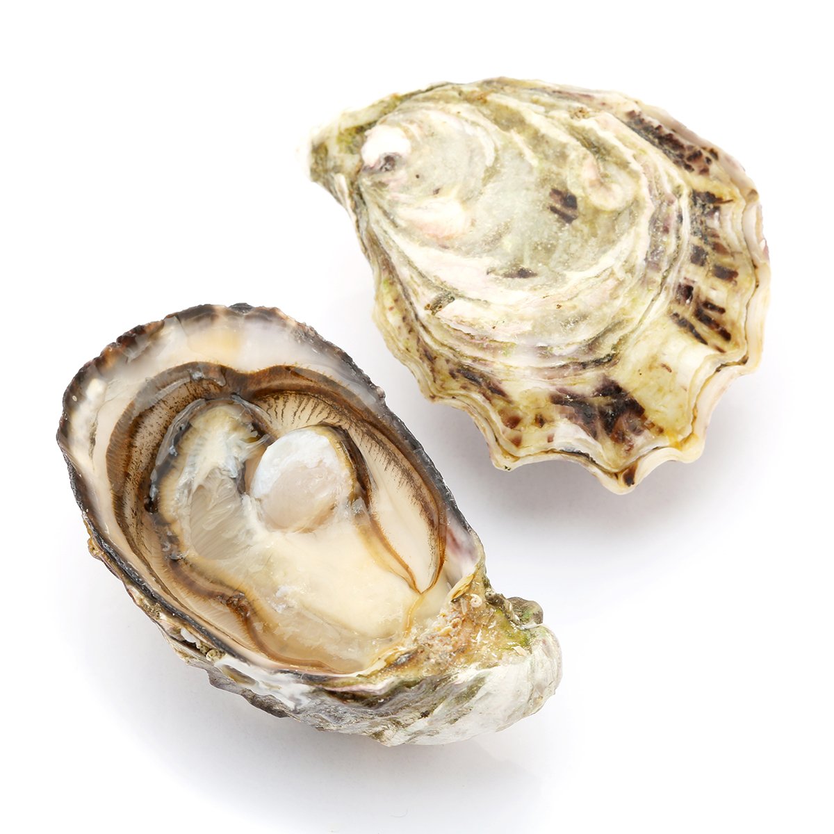 Live Gillardeau Oysters – Thammachart Seafood